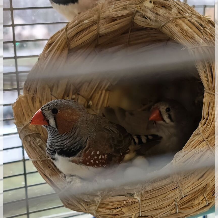 Зебровые амадины