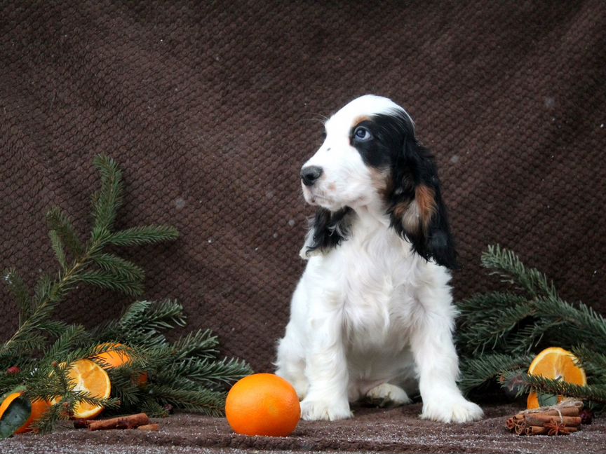 Английского кокер спаниеля щенки