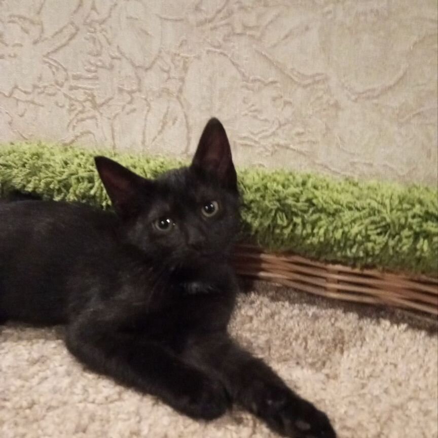 Котенок девочка черная