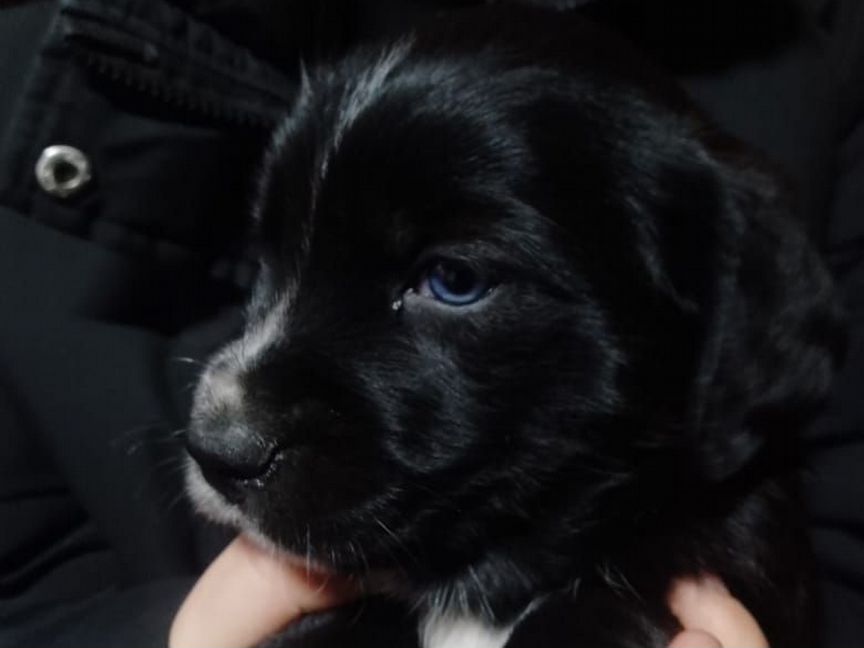 Щенки от русской охотничьей спаниели