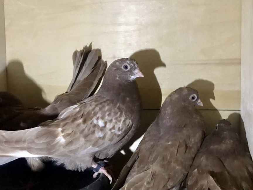 Голуби свердловские