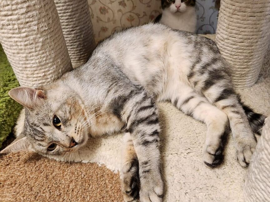 Котики бесплатно в добрые руки