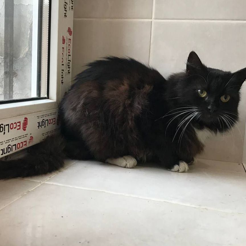 Взрослая, Девочка кошка в добрые руки