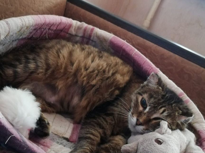 Отдам в добрые руки