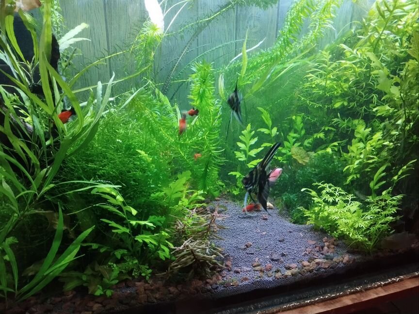 Аквариумные растения