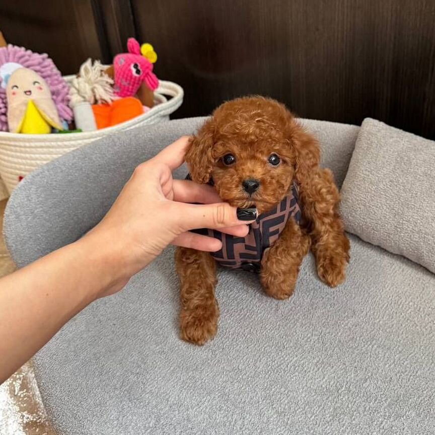 Той-пудель, щенок