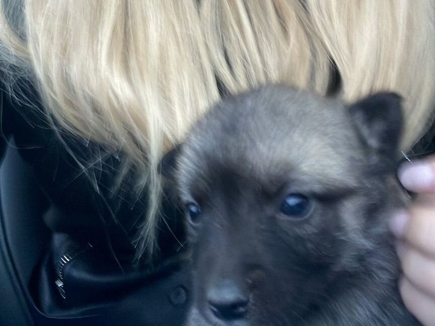 Шенки в добрые руки