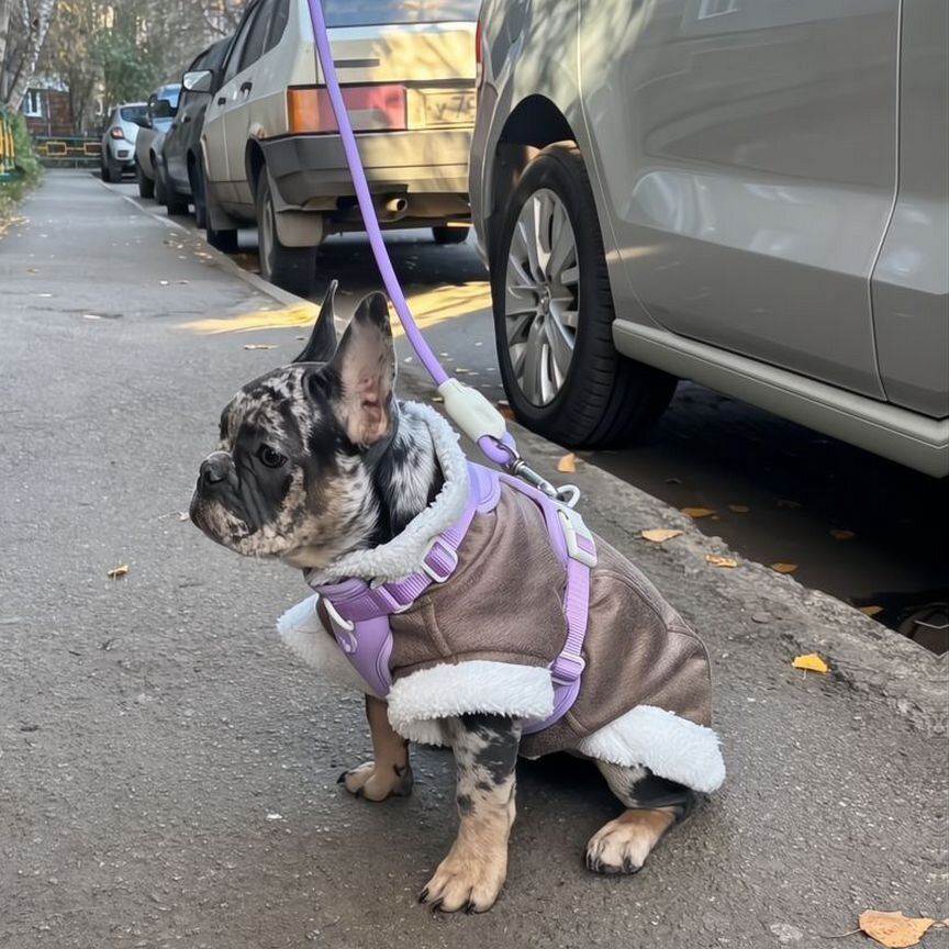 Дубленка для собак