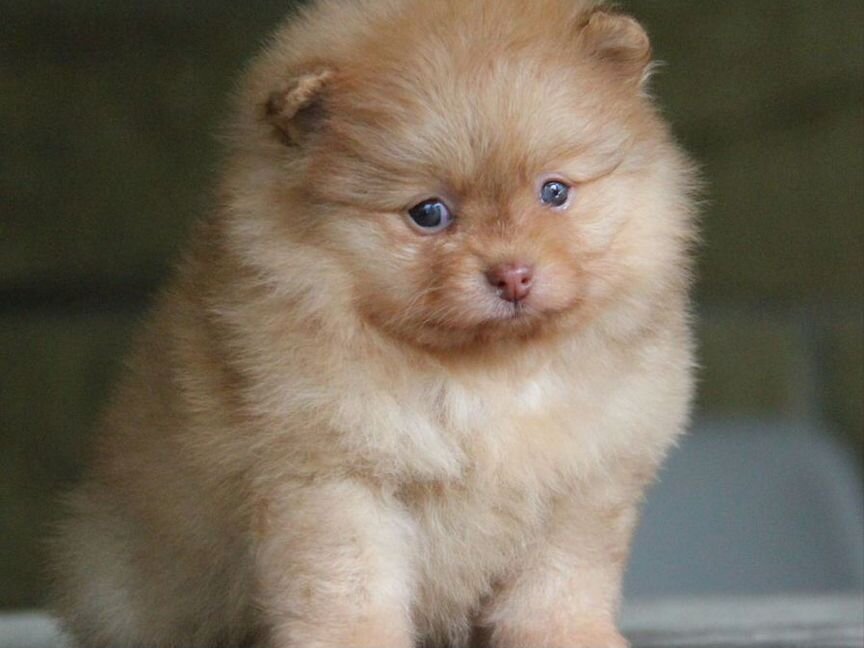 Померанский шпиц