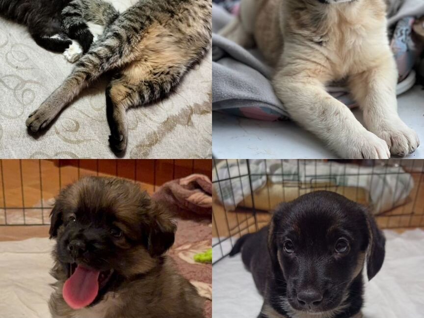 Собака, кошка в добрые руки