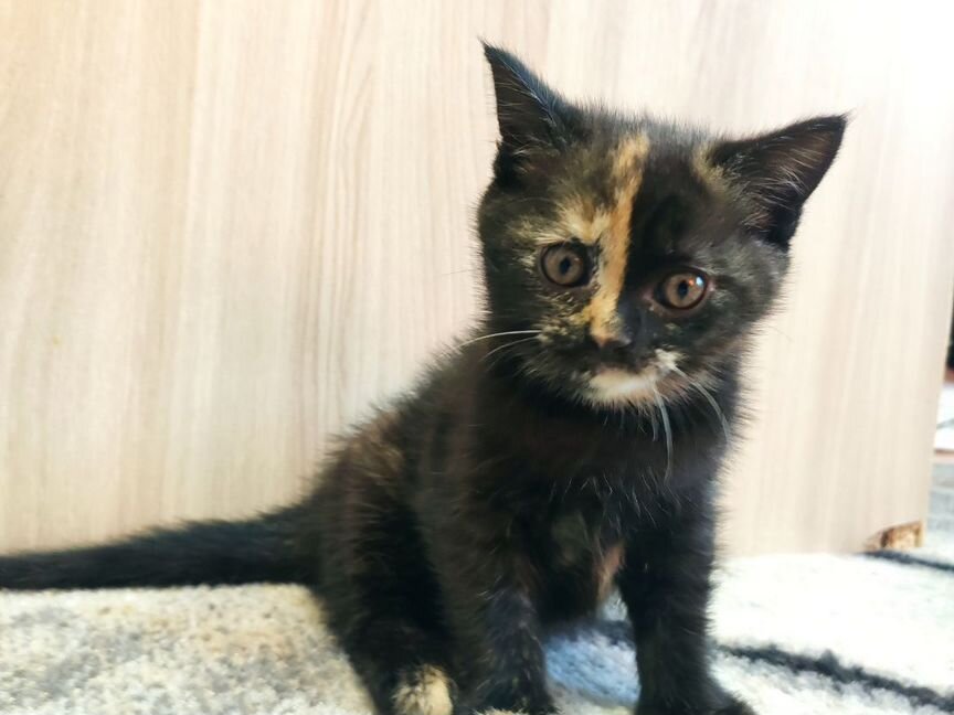 Котенок кошечка 2 мес