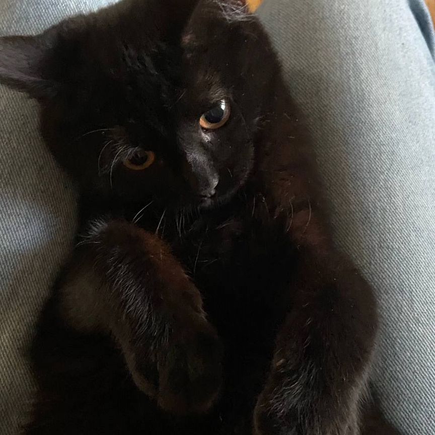 Черная кошка