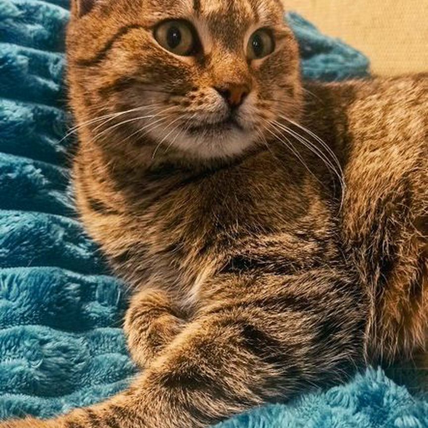 Кошка