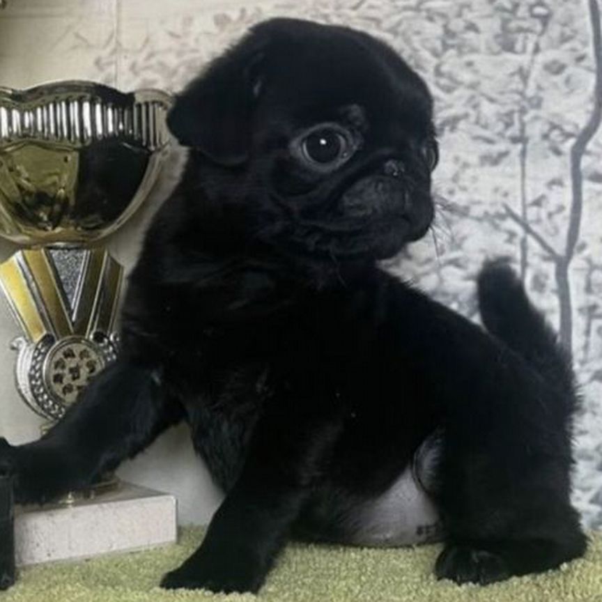 Мопс, щенок