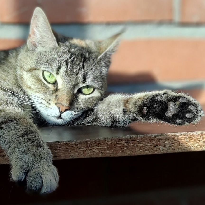 Милая кошечка в добрые руки в дар Тося