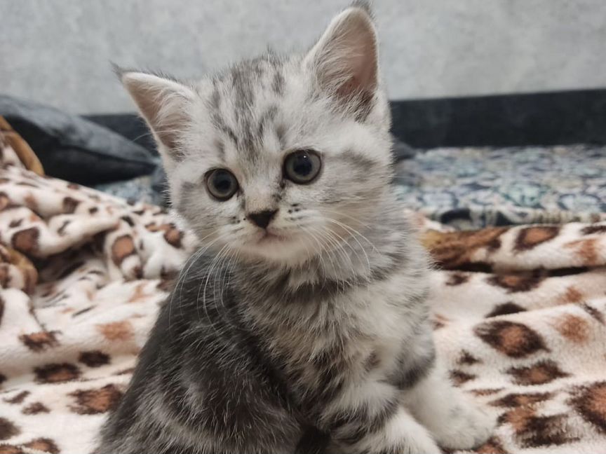 Шотландский котёнок