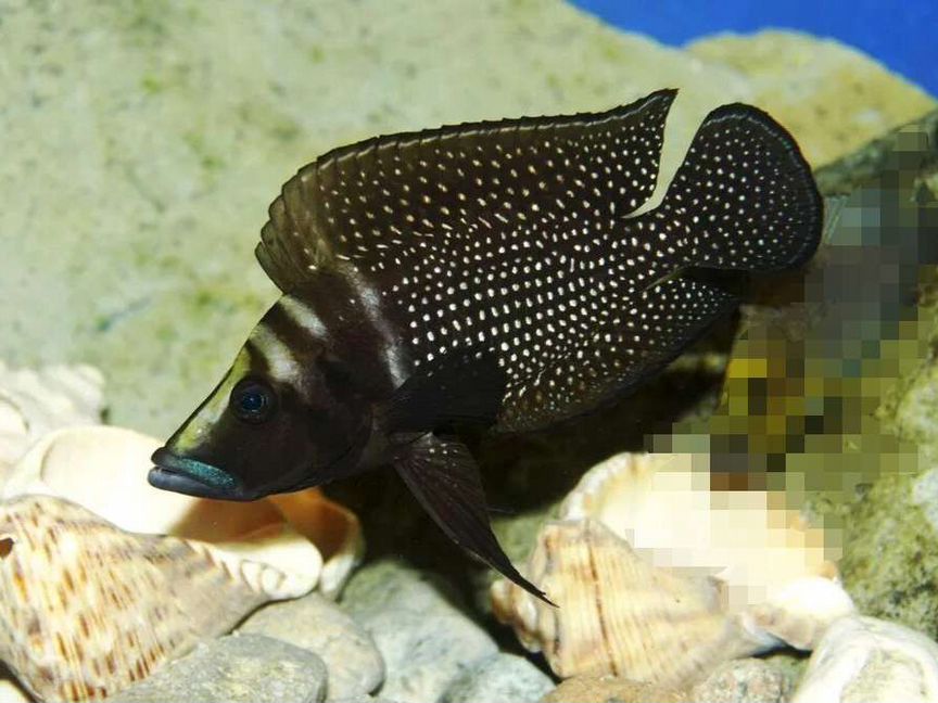 Кальвус "Конго Блэк Пекторал"