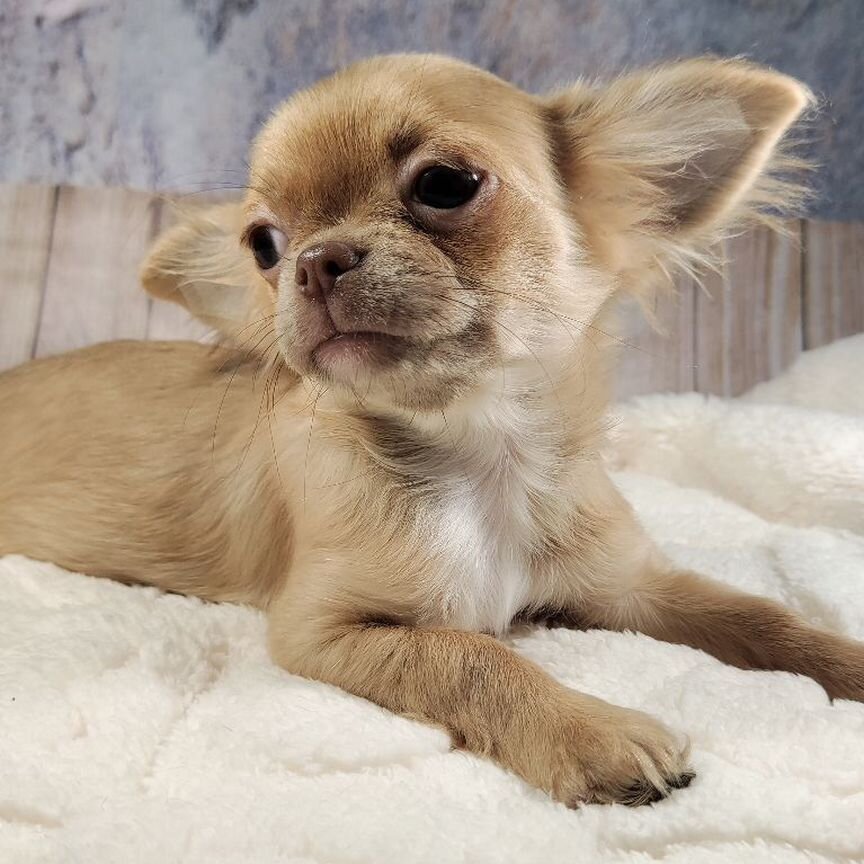 Чихуахуа, щенок