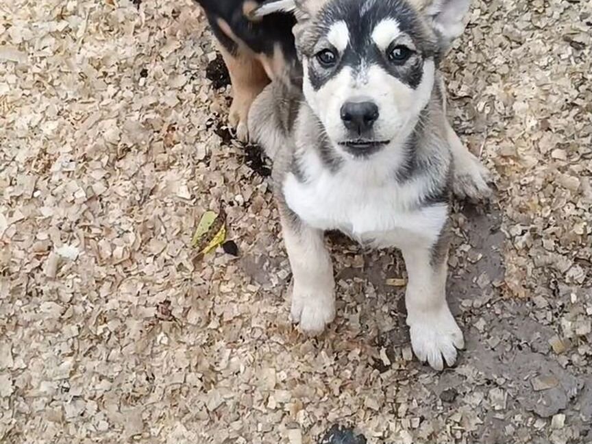 Щенки в подарок