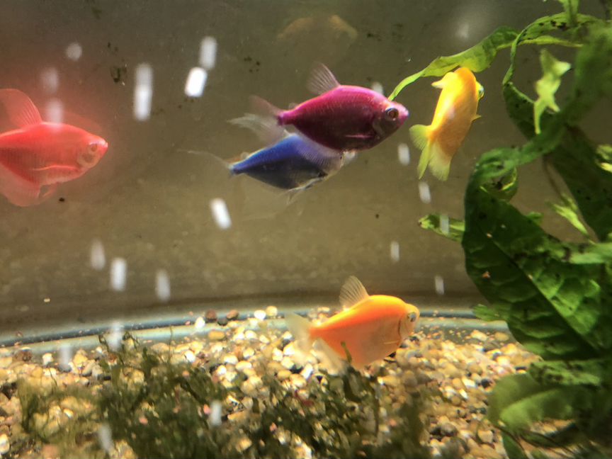 Рыбки Глофиш