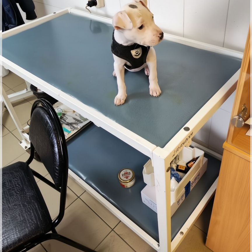 Американский стаффордширский терьер, щенок