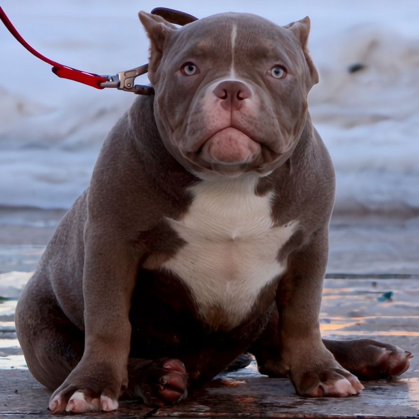 Американский булли, щенок