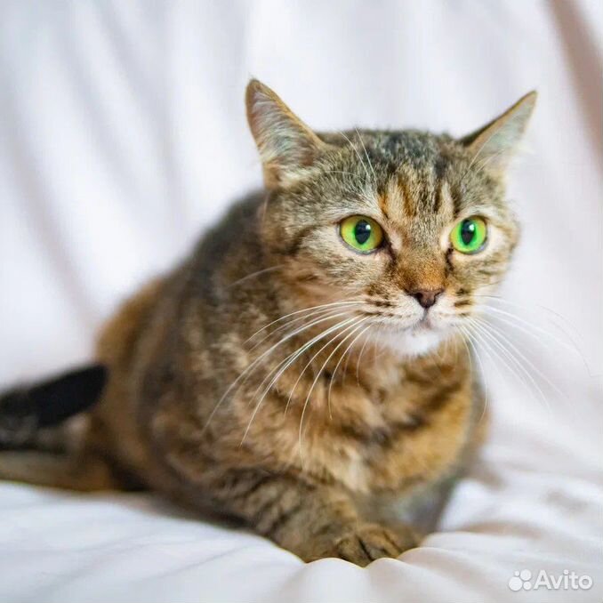 Милая Мия фенотип британки