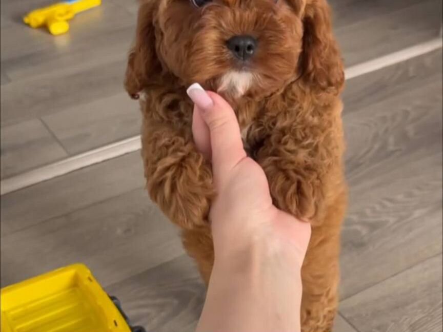 Мальтипу f1 разных окрасов