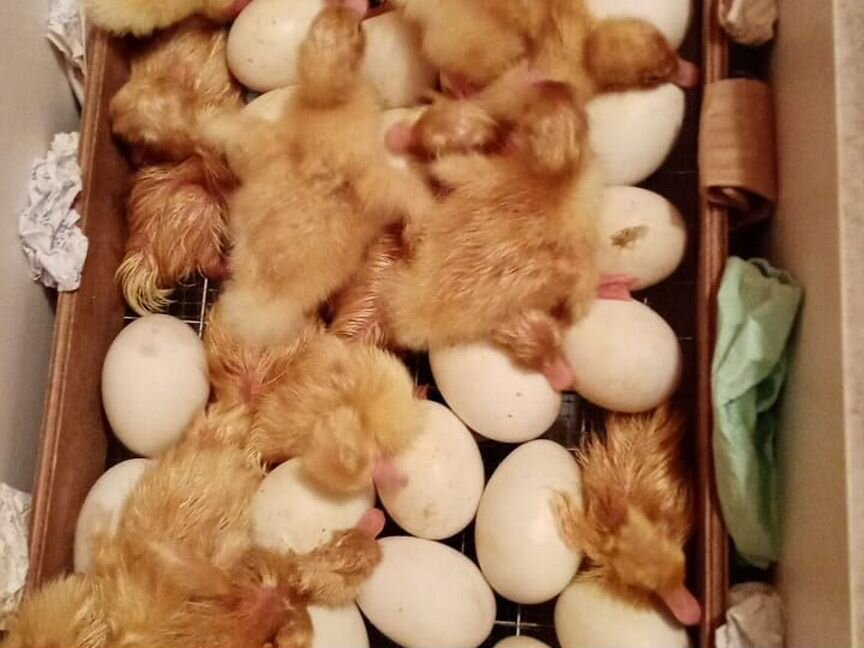 Утята агидель, старт 53