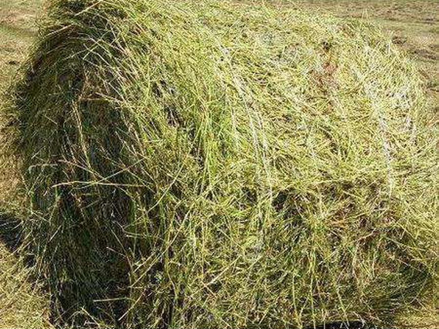 Сено в рулонах, в тюках