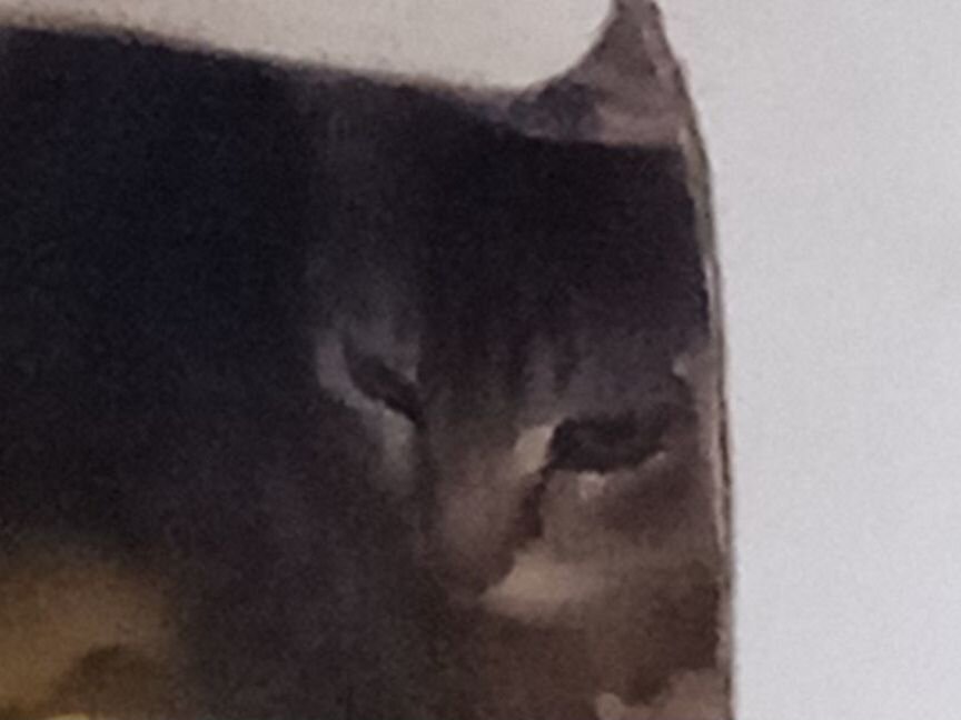 Проподают котят