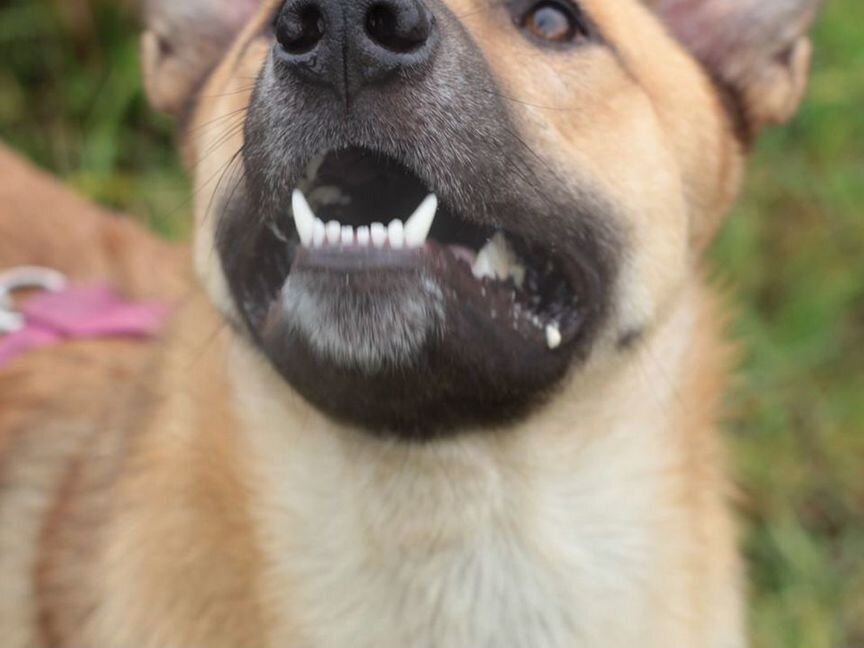 Нежный Чук ищет дом