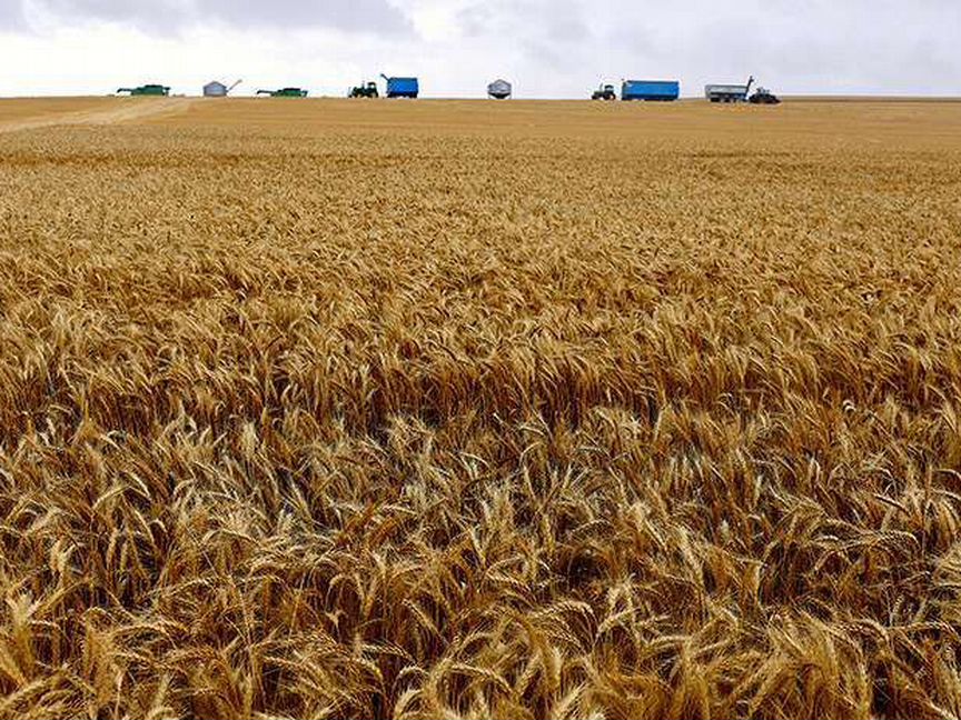 Ячмень, овес, пшеница