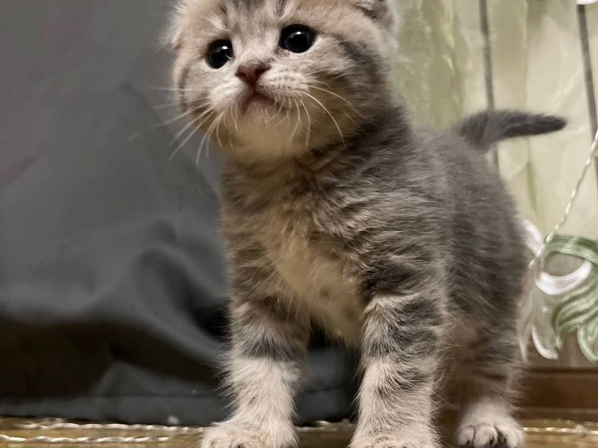 Шотландский котенок