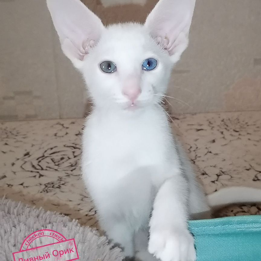 Ориентальные котята