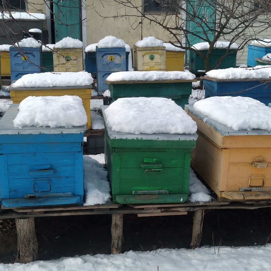 Ульи для пчел