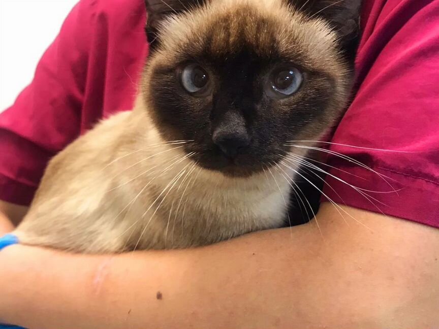 Сиамка Ирис (6 месяцев) ищет дом