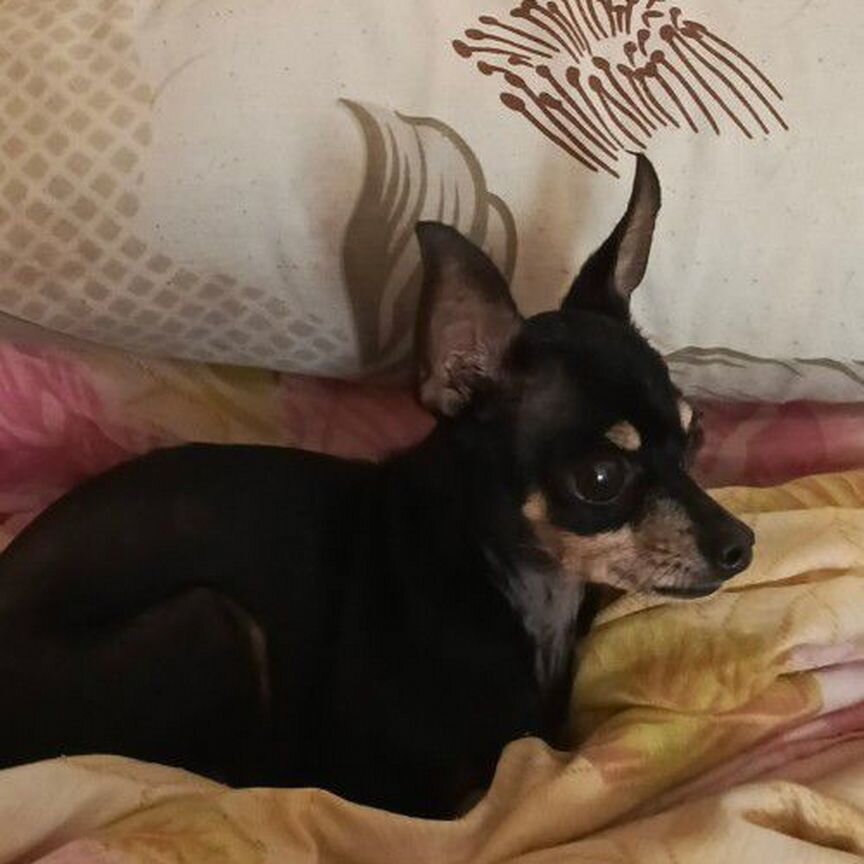 Отдам мини той-терьершу с особенностями