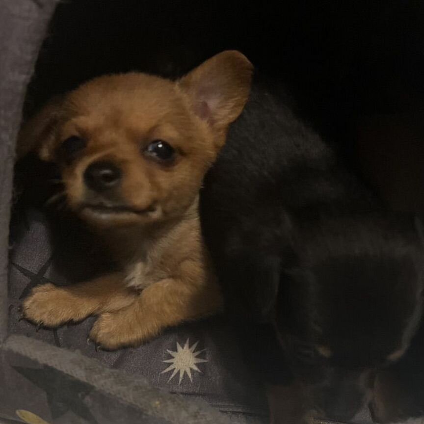 Русский той-терьер, щенок