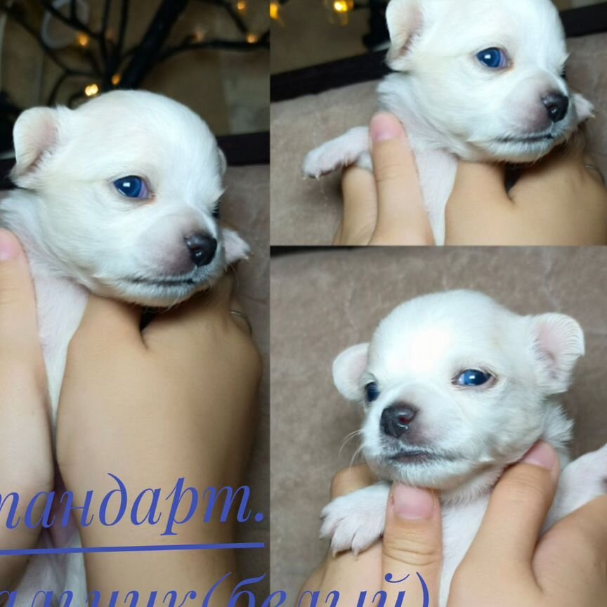 Чихуахуа, щенок