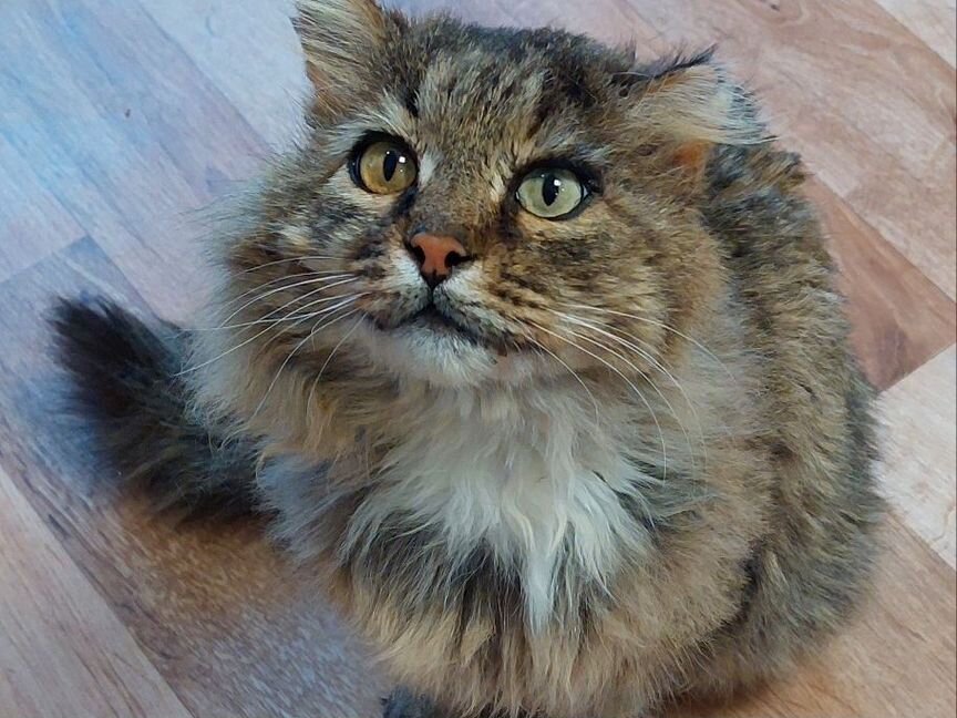 Кот добрый верный хороший спокойный
