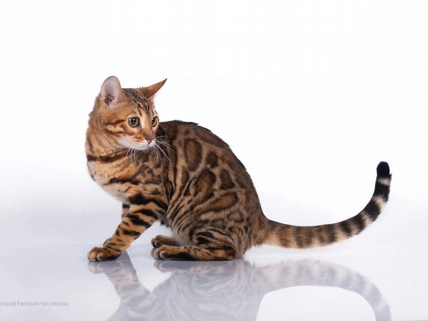 Бенгальская кошка