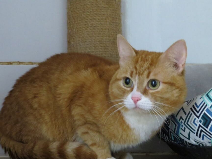 Бывшедомашний котик попал в приют