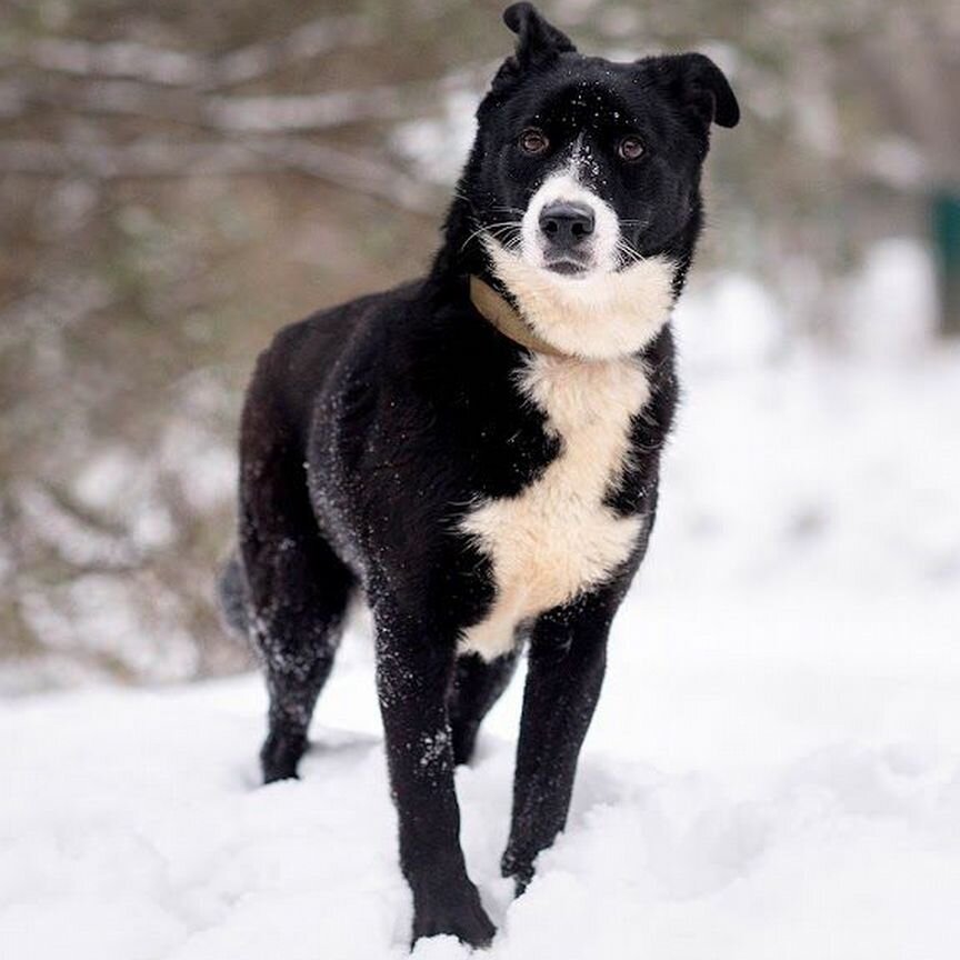 Собака Хлоя 4 года