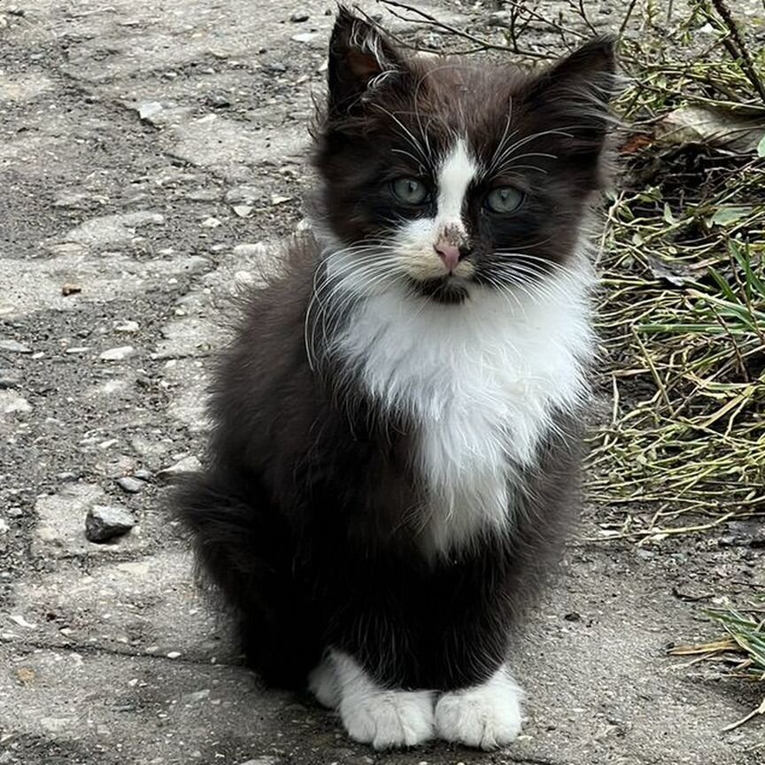 Котёнок в добрые руки