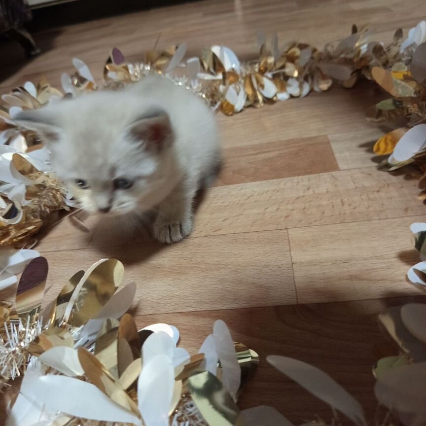 Котята