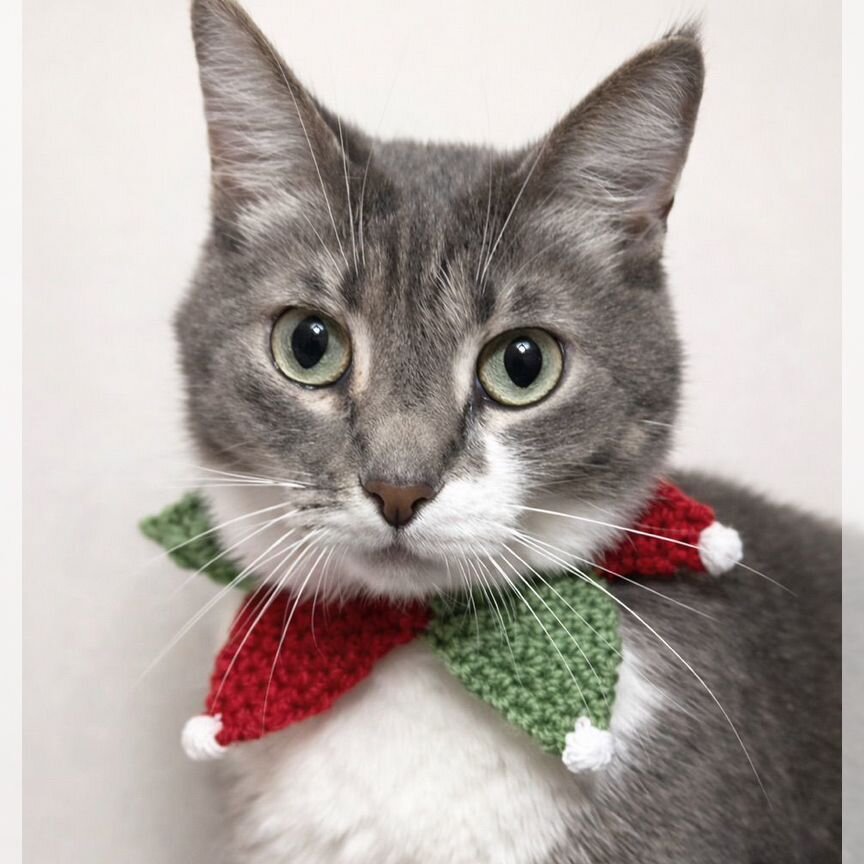 Вязаный воротничок для питомца