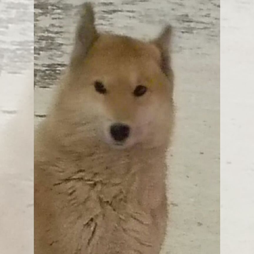 Взрослая собака в добрые руки