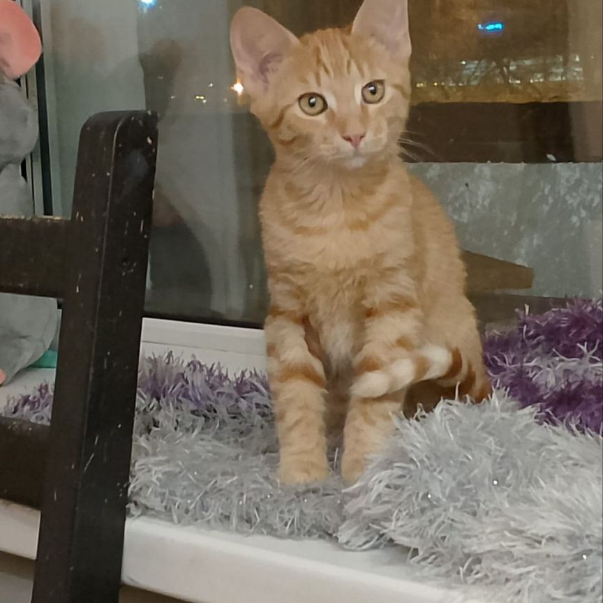Рыжий котенок