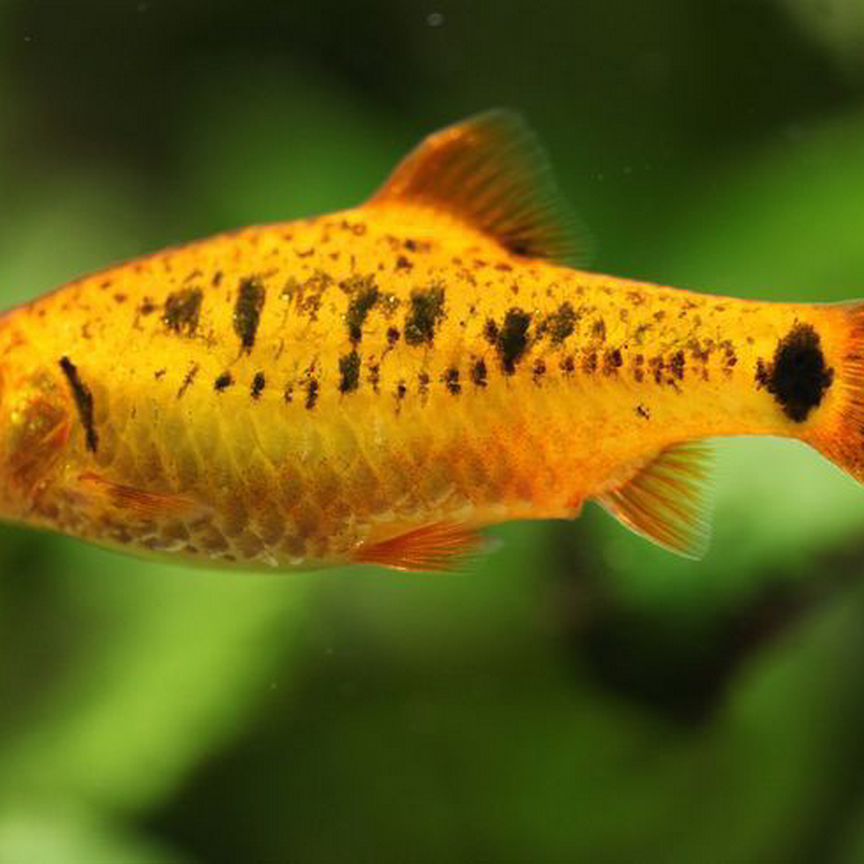 Барбус Шуберта